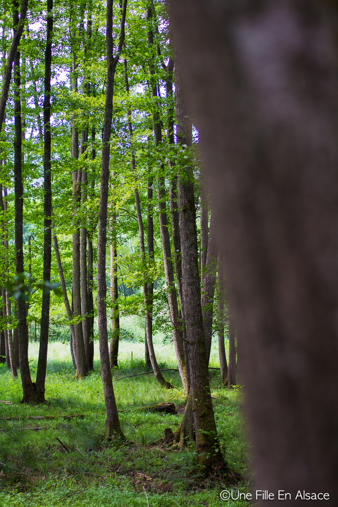 Randonnée au Pays de Bitche Lorraine - Une Fille En Alsace