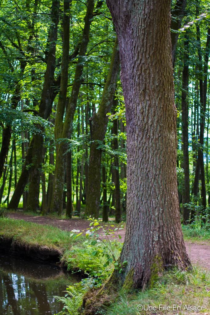 Randonnée au Pays de Bitche Lorraine - Une Fille En Alsace