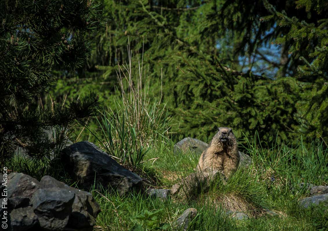 Le Parc de Sainte-Croix à Rhodes - Une Fille En Alsace