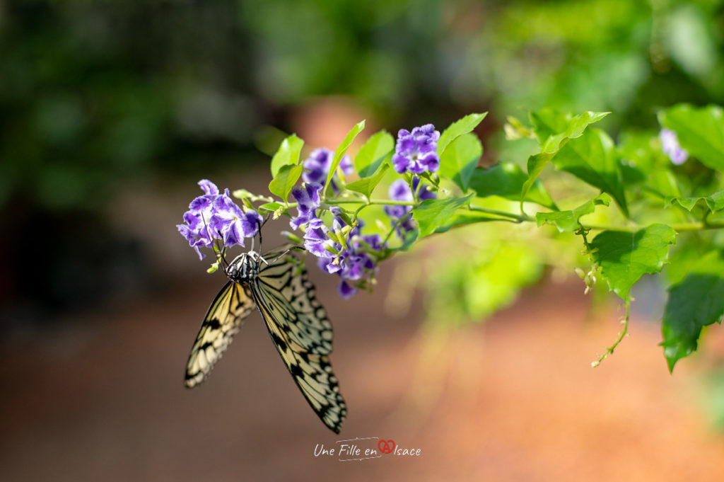 Le Jardin des Papillons de Hunawihr - Une Fille en Alsace