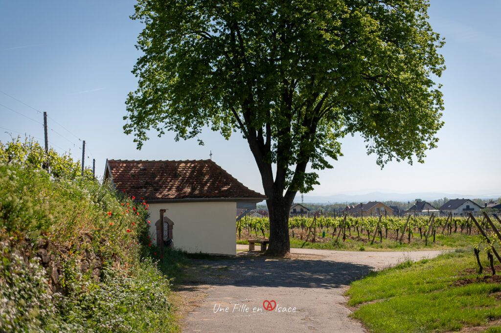 Sortie insolite en calèche dans les vignes - Une Fille en Alsace