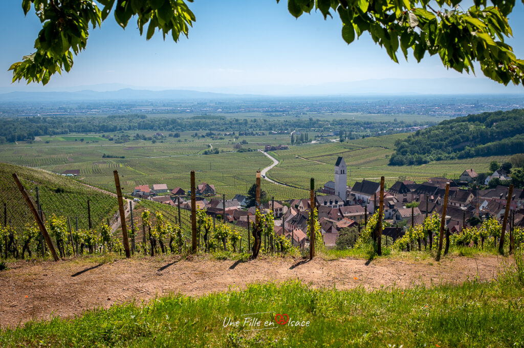 Sortie insolite en calèche dans les vignes - Une Fille en Alsace